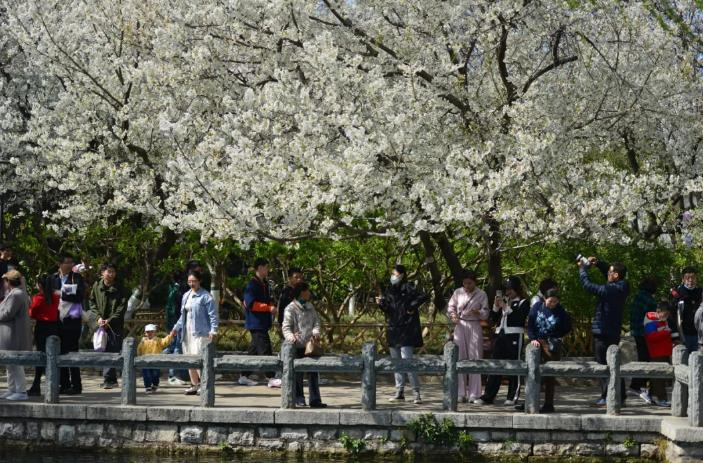 Jinan, a City of Springs Jinan Today Cherry blossom festival brings ...